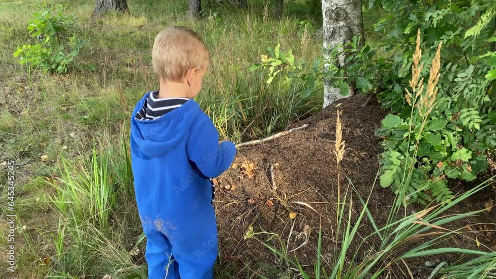 toddler child cute little boy exploring anthill of forest ants in the ...