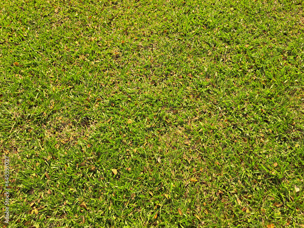 Grass green texture. Natural grass. Fescue , perennial ryegrass ...