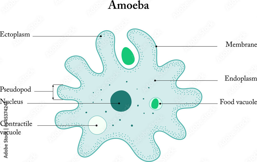 Amoeba on a white background. Anatomy of an Amoeba. Stock Illustration ...