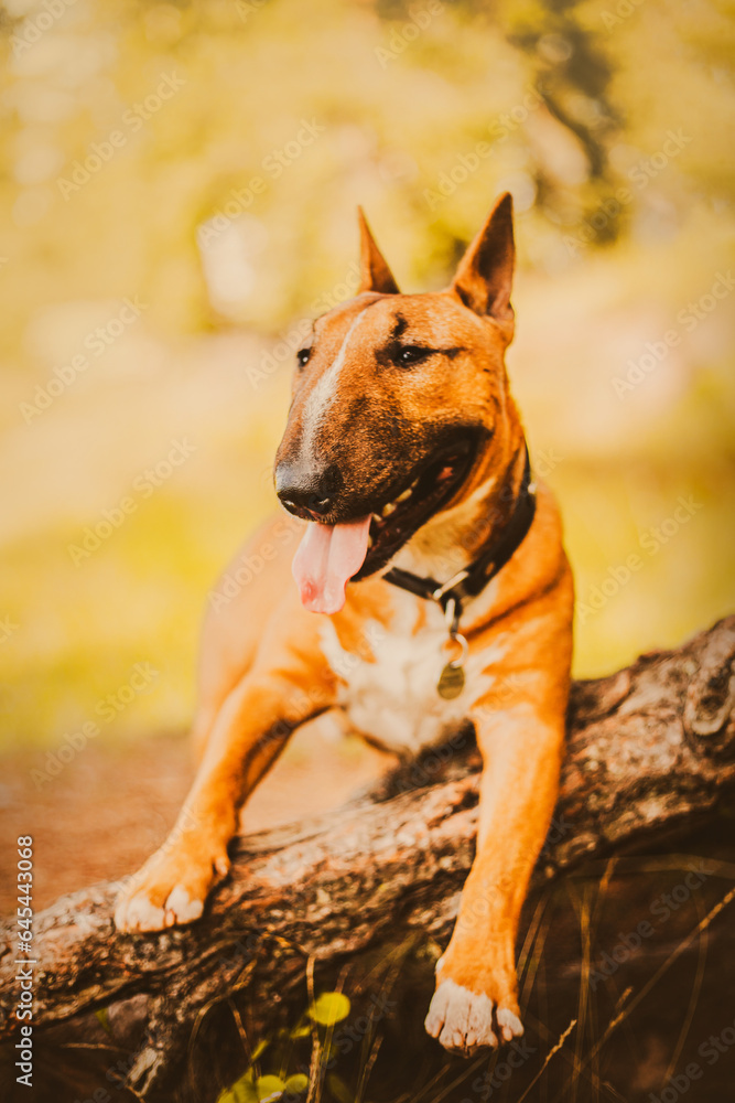 In the photo, a cheerful ginger bull terrier leans on the front paws ...
