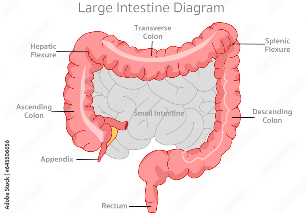 Large Intestine Anatomy Diagram Colon Parts Ascending Transverse