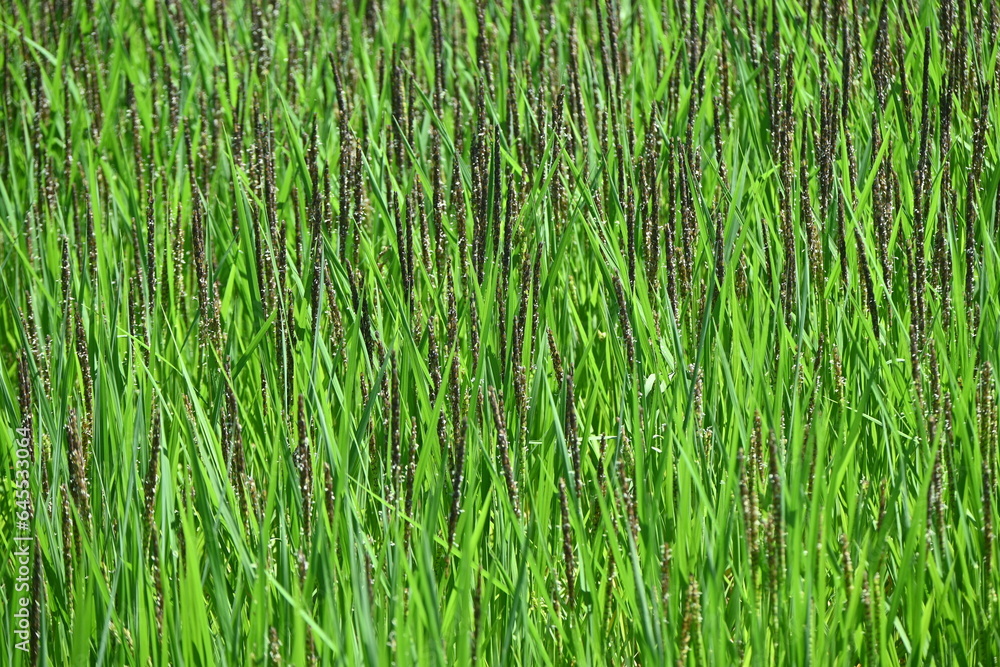 Ancient rice cultivation. Ancient rice has inherited the ...