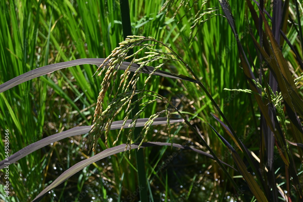 Ancient rice cultivation. Ancient rice has inherited the ...