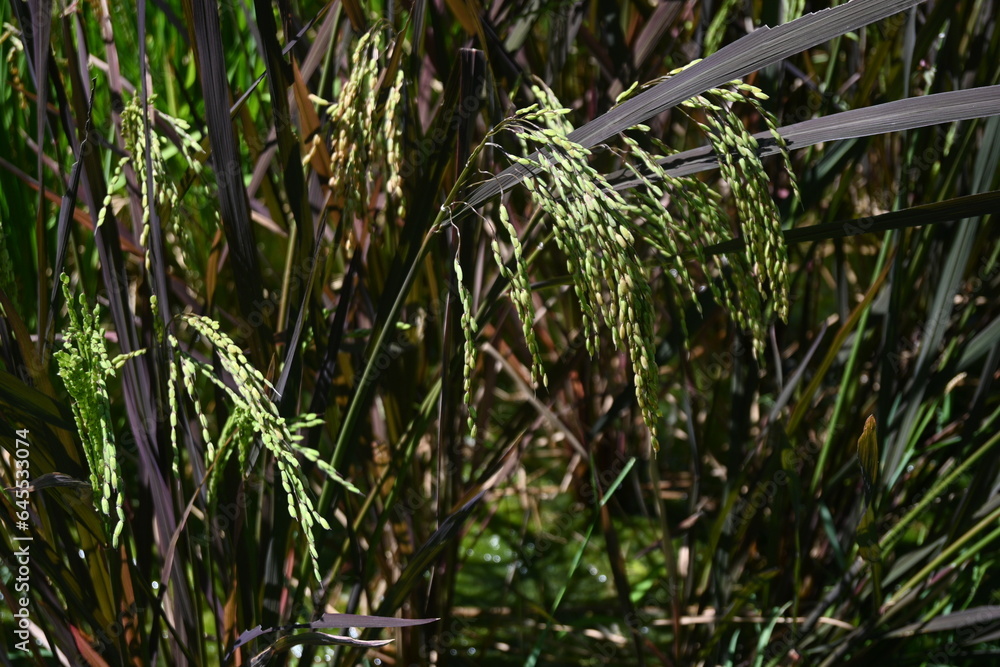 Ancient rice cultivation. Ancient rice has inherited the ...