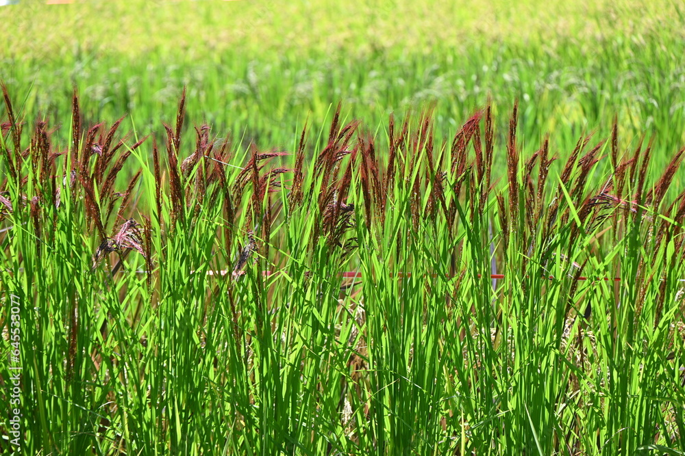 Ancient rice cultivation. Ancient rice has inherited the ...