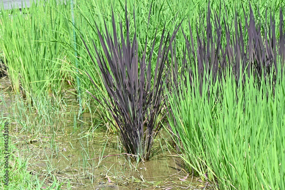 Ancient rice cultivation. Ancient rice has inherited the ...