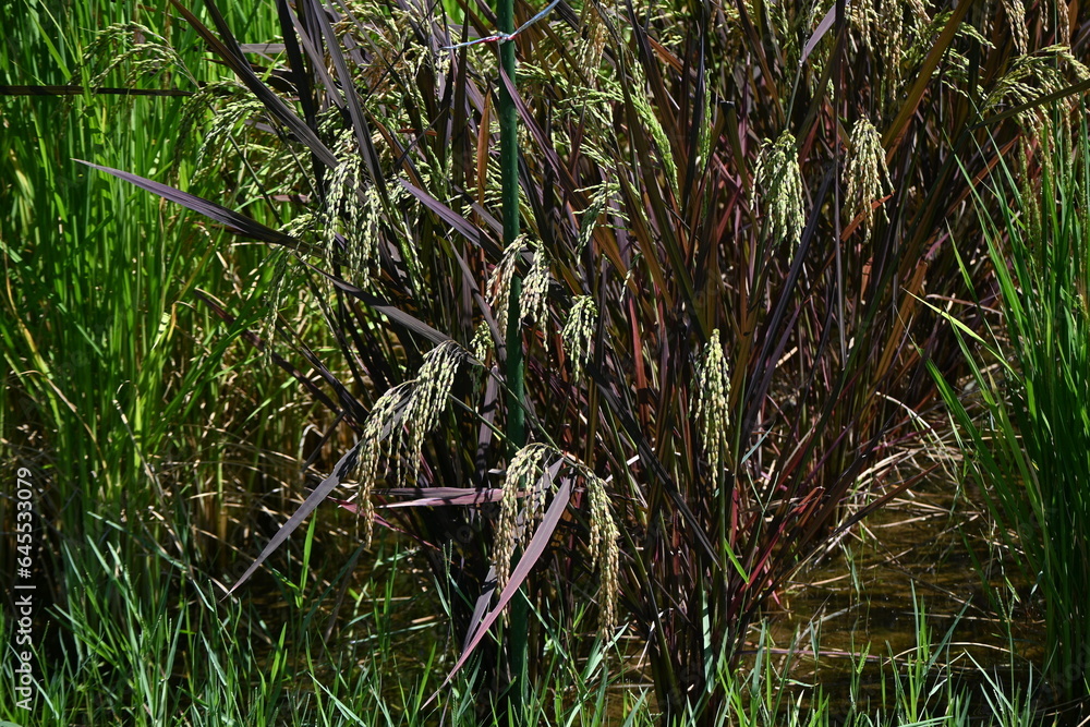 Ancient rice cultivation. Ancient rice has inherited the ...