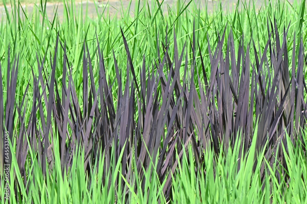 Ancient rice cultivation. Ancient rice has inherited the ...