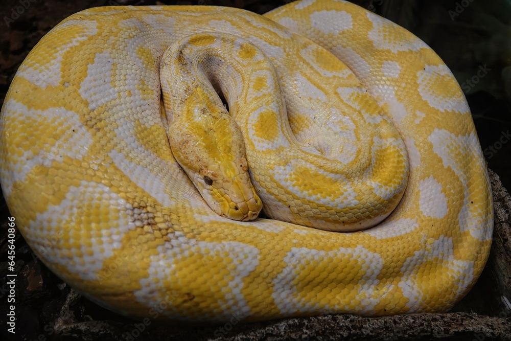 Closeup on a colorful large, curled up, albino Burmese python regius ...