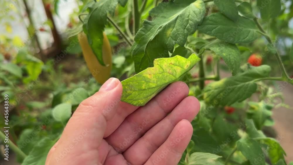 Tomato leaf mold caused by the fungus Passalora fulva or Cladosporium ...