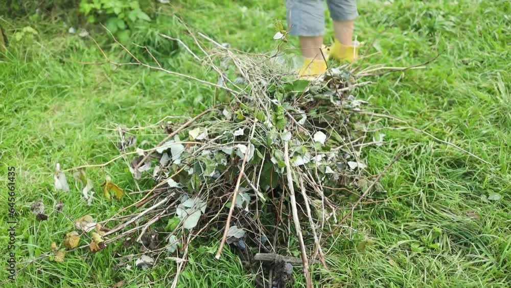 Woman hands removing grass weeds plant from lawn at front yard. Weed ...