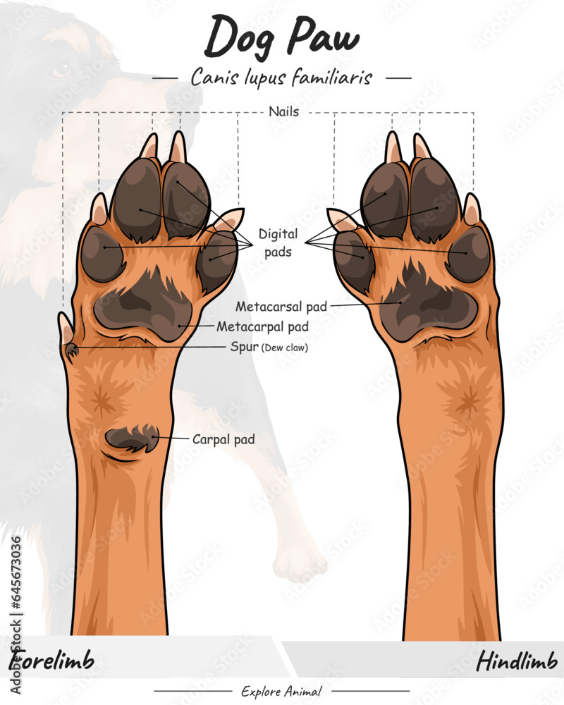 Dog paw anatomy.ai, Anatomy of a dog paw. Stock Vector | Adobe Stock