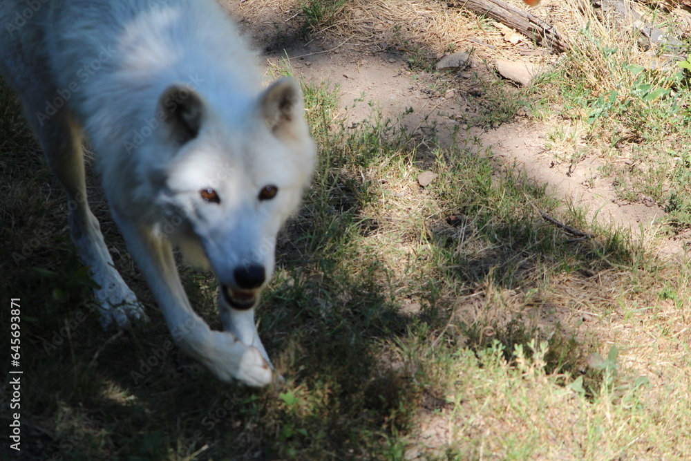 loup blanc, Parc de Courzieu, sauvage, beauté, majestueux, carnassiers ...