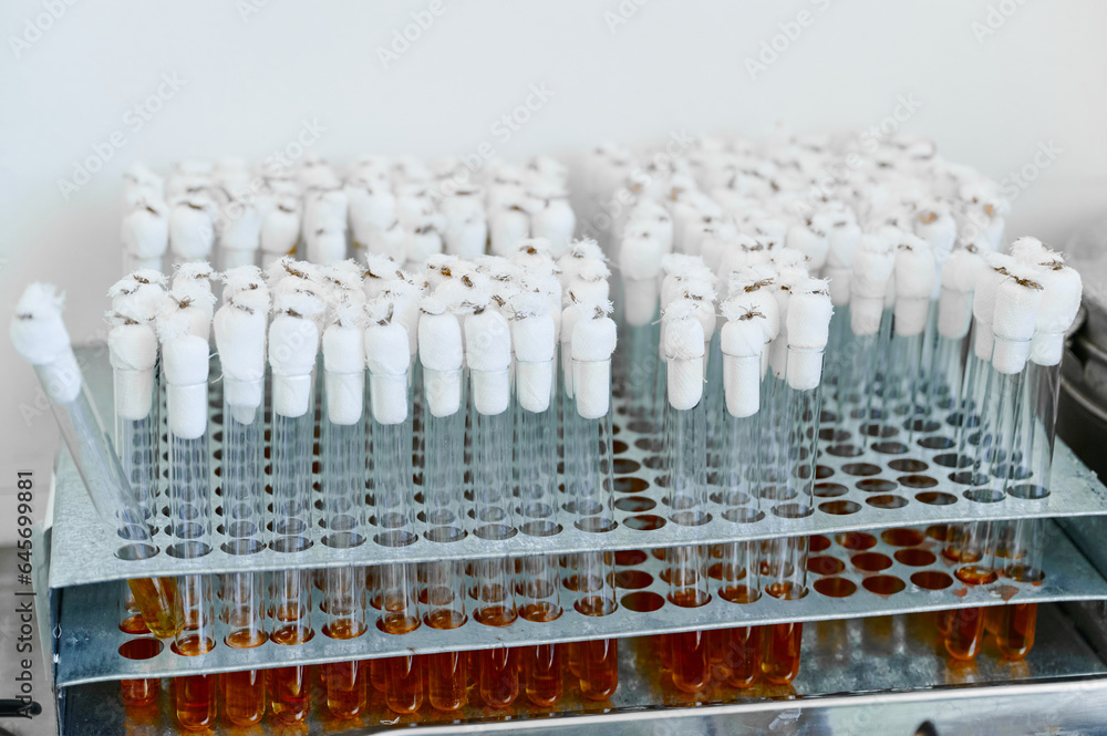Photo & Art Print Test tubes with bacteriological cultures installed in ...