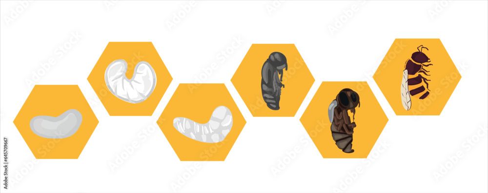 Life cycle of bee vector. Life cycle of bee hand drawing illustration ...