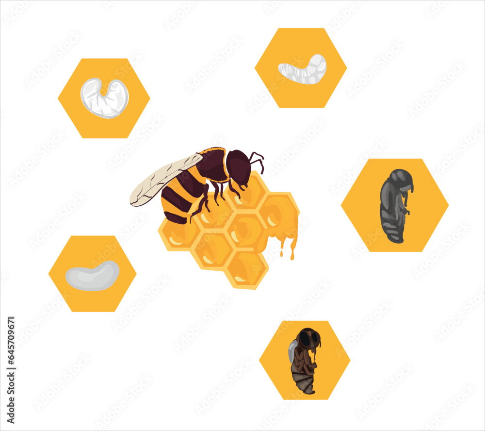 Life cycle of bee vector. Life cycle of bee hand drawing illustration ...