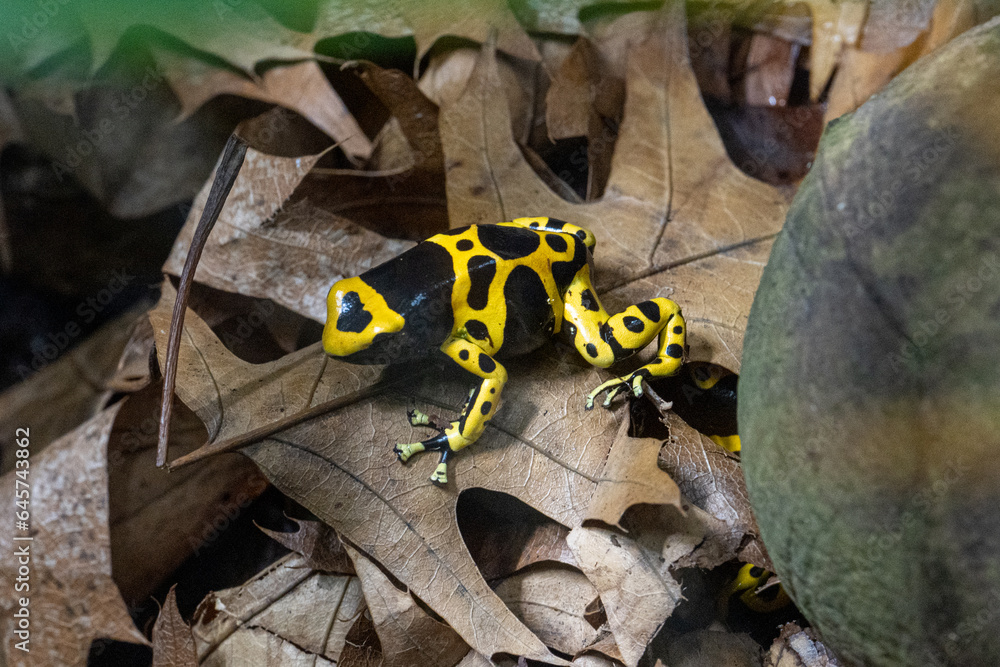 Yellow-banded poison dart frog or yellow-headed poison dart frog ...