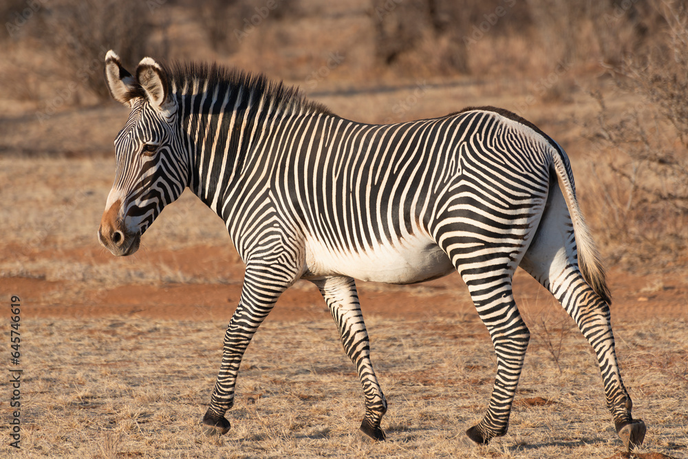 Grévy's zebra, imperial zebra - Equus grevyi largest equid walking on ...