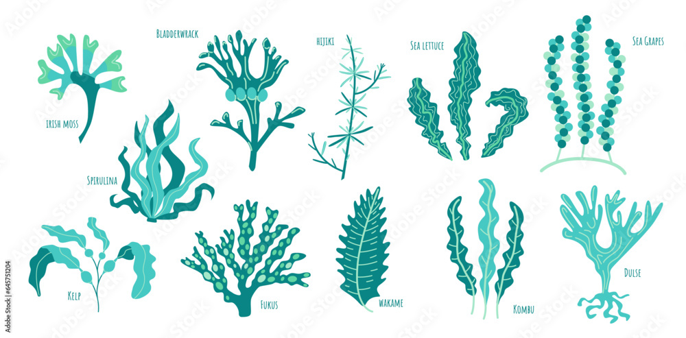 Set of edible algae: Kelp, Spirulina, Chlorella, Bladderwrack, Hijiki, Sea lettuce, Sea Grapes ...