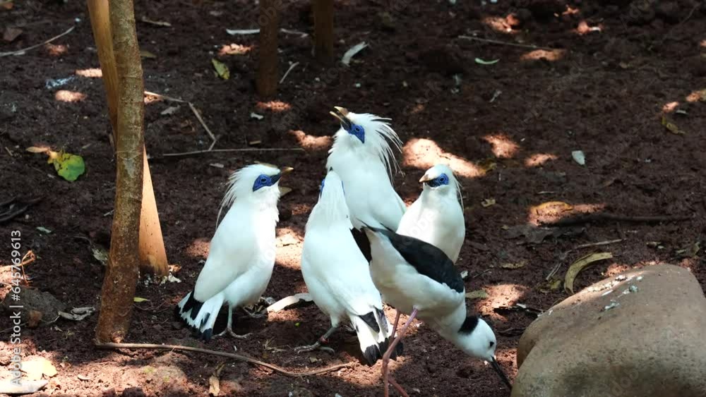 The Bali Starling (Leucopsar rothschildi), also known as the Bali Mynah ...