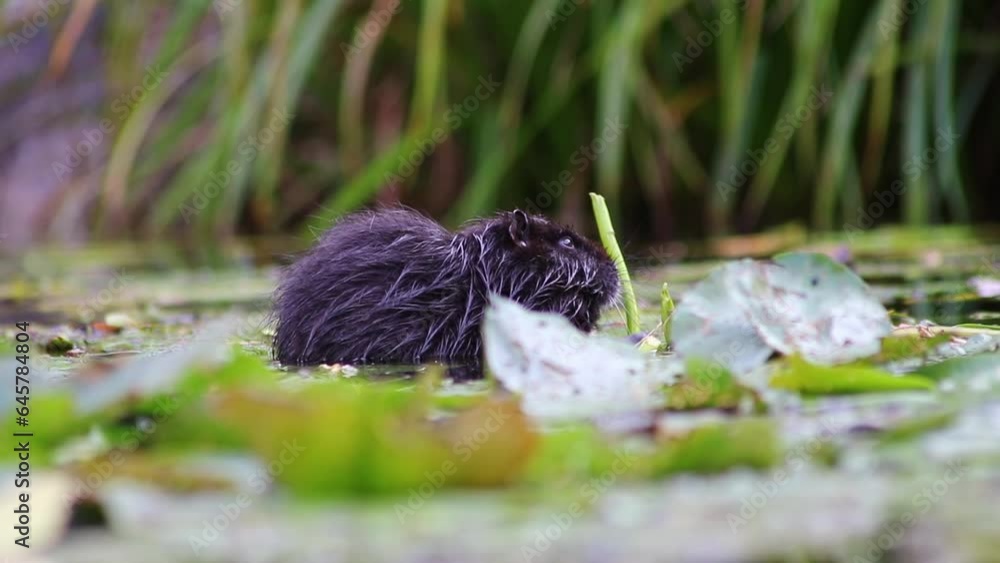 Swimming nutria muskrat beaver rat or river rat in garden pond or lake ...