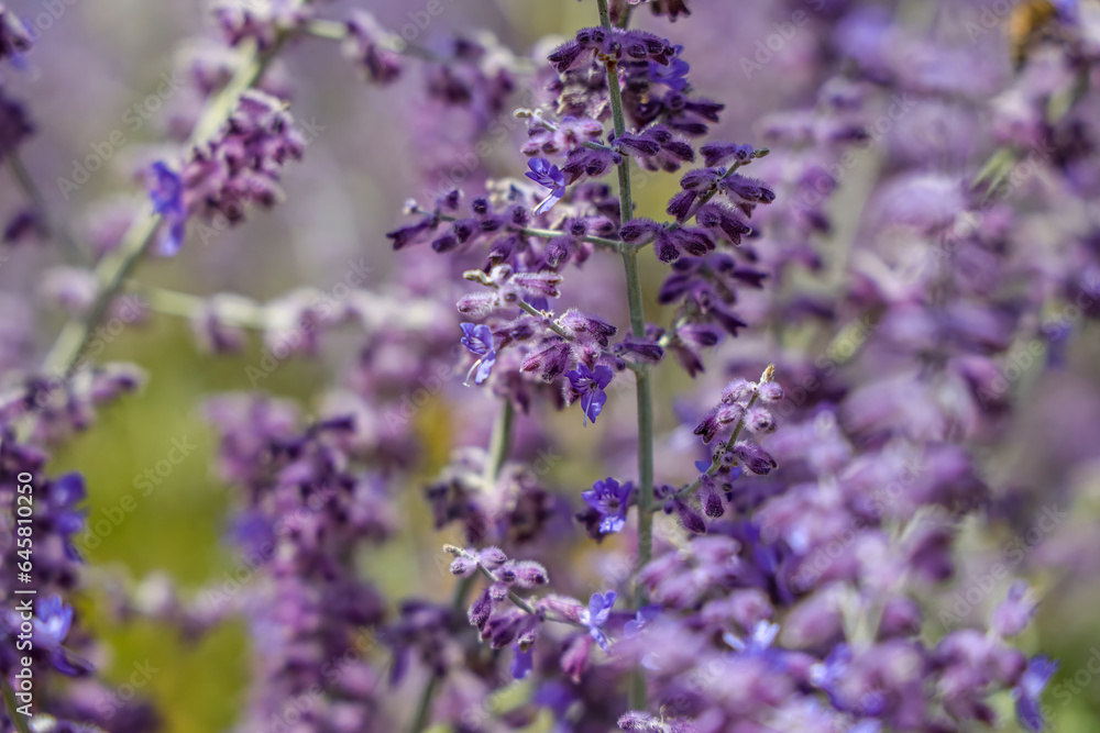 Salvia yangii, previously known as Perovskia atriplicifolia, and ...