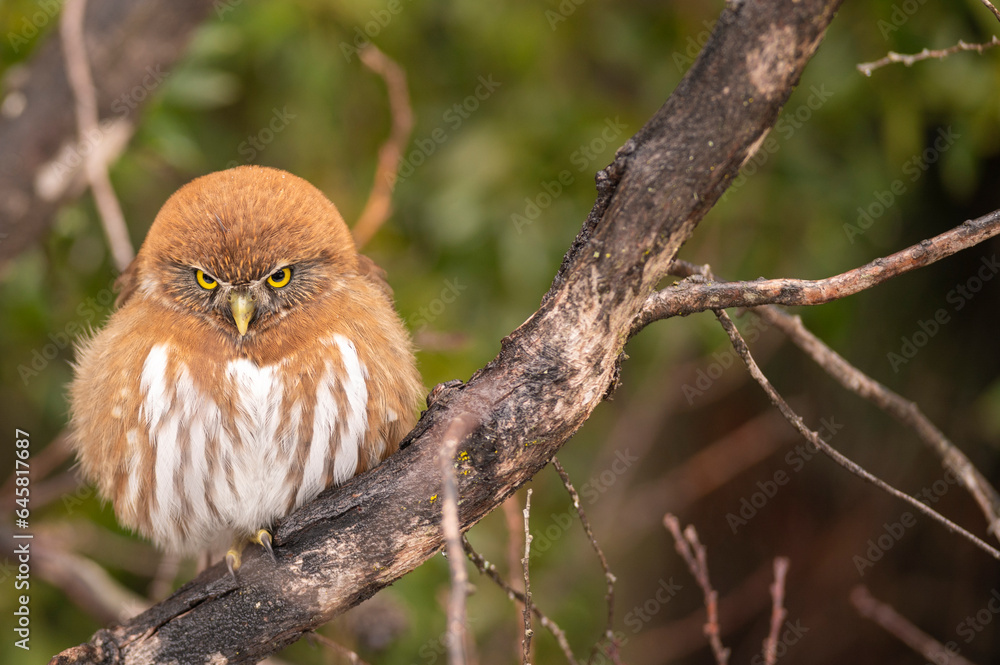 Glaucidium brasilianum o Caburé Pequeno, ave de la familia de los Búhos ...