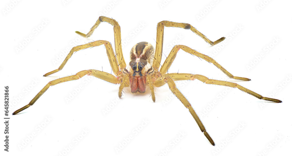 Rabid Wolf Spider - Rabidosa Rabida - is found mainly in the Eastern ...