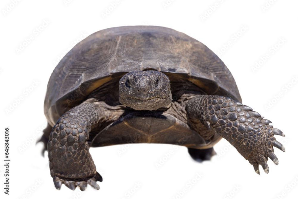 Gopher tortoise (Gopherus polyphemus), full-body photo isolated on a ...