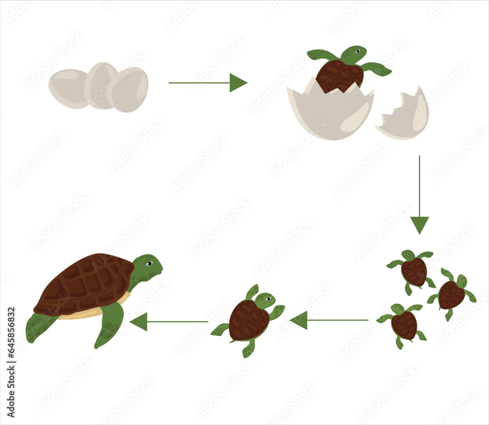 Life cycle of turtle vector. Turtle developmental process illustration ...