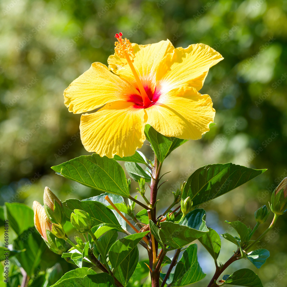 (Hibiscus rosa-sinensis) Solitary Chinese hibiscus flower with yellow ...