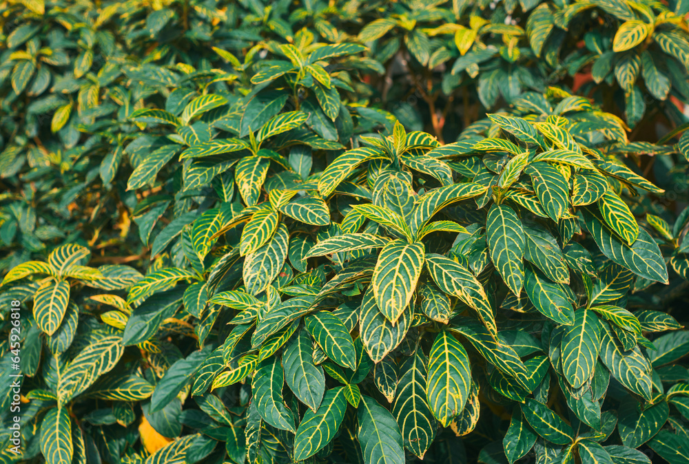 tropical green and yellow stripe leaves of Sanchezia speciosa, an ...