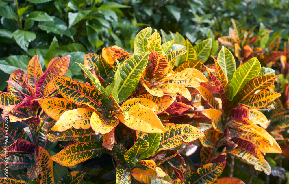 beautiful multicoloured leaves of croton (Codiaeum variegatum ...