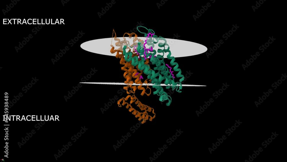 Structure of the nociceptin-orphanin FQ opioid receptor in complex with ...