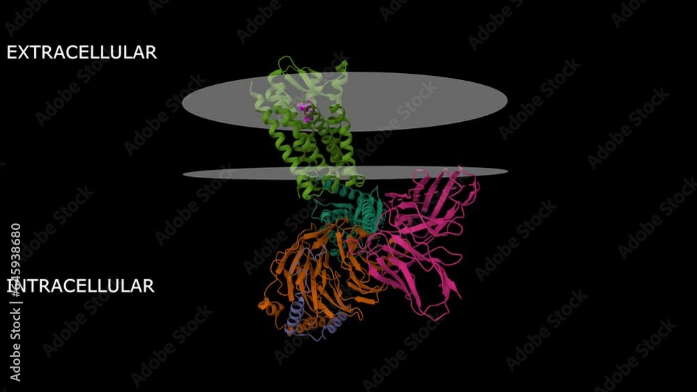 CryoEM structure of mu-opioid receptor (light green) - Gi protein ...