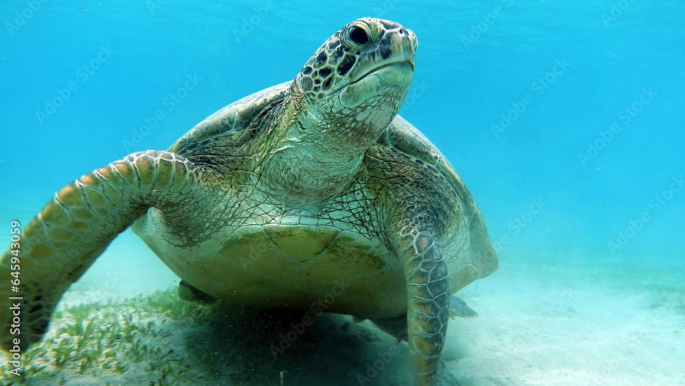 Green turtles are the largest of all sea turtles. A typical adult is 3 ...