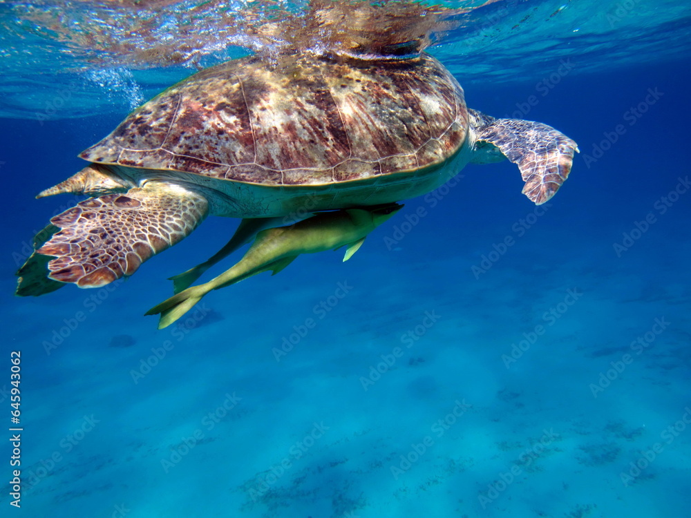 Green turtles are the largest of all sea turtles. A typical adult is 3 ...