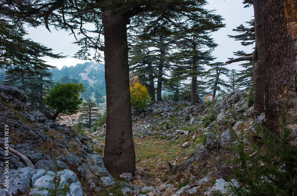Lebanese cedar tree forest - Rare and endangered species of trees in ...