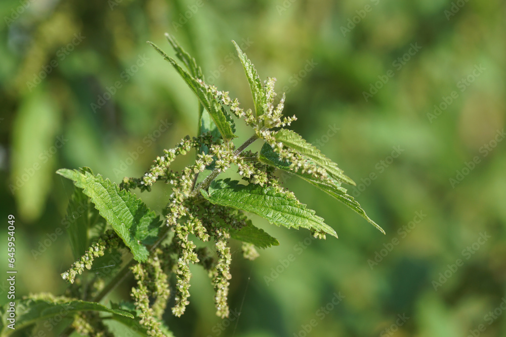 Closeup flowering common nettle, burn nettle, stinging nettle (Urtica ...