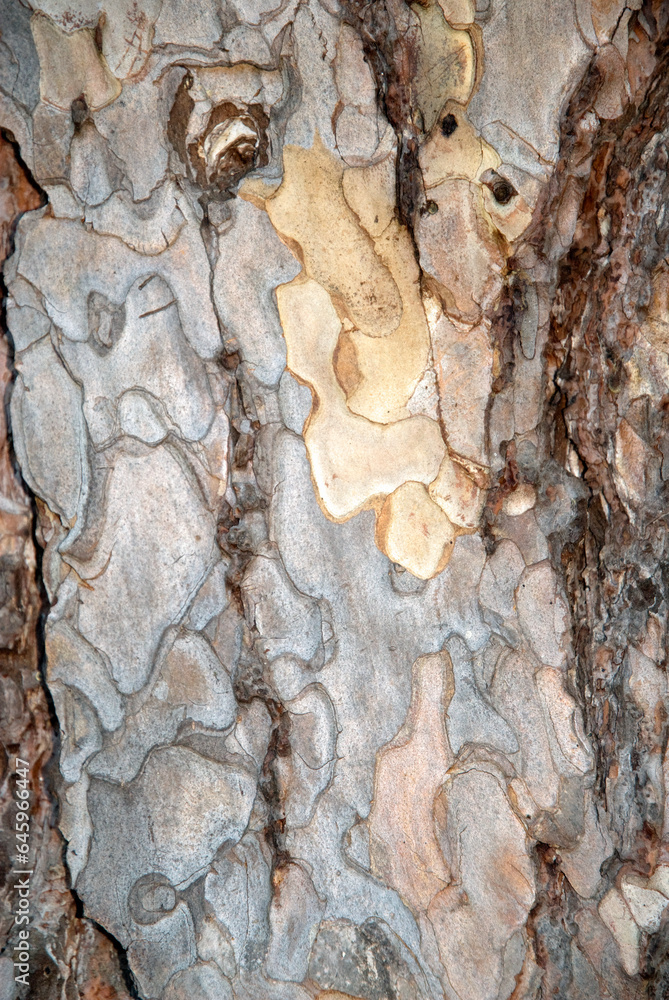 Pinus nigra arnold ssp. nigra , Pin noir d'Autriche Stock Photo | Adobe ...