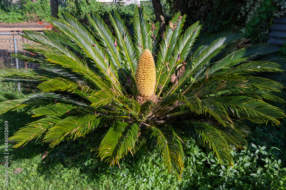 Cycas revoluta plant and his male reproductive cone Stock Photo | Adobe ...