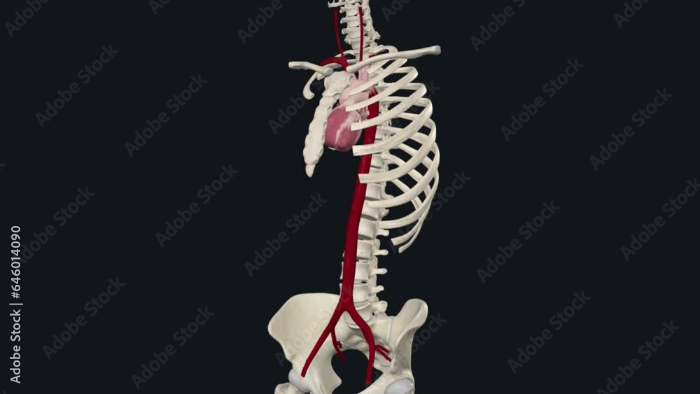 Major arteries of the body Aorta Head and neck arteries Torso arteries ...