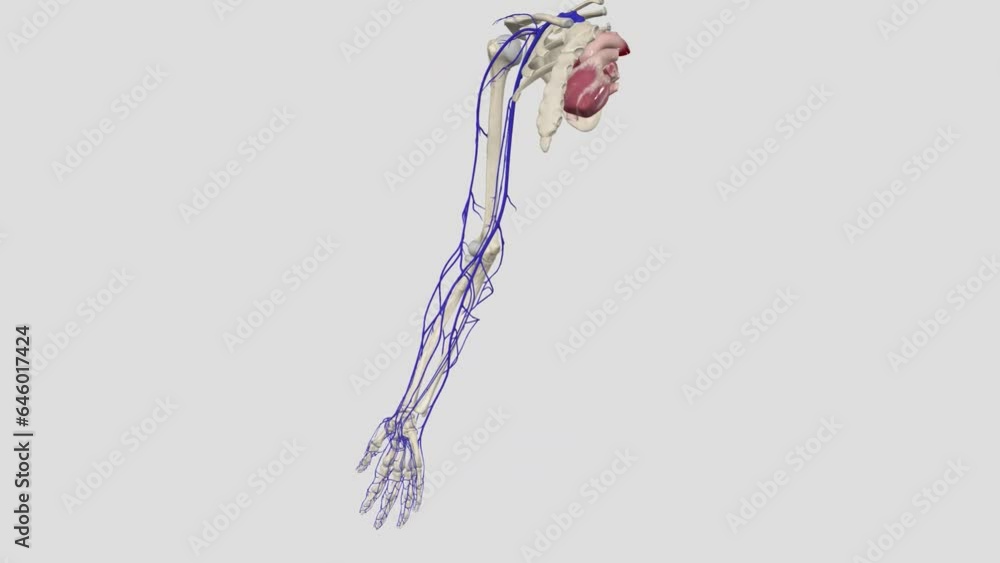 The major superficial veins of the upper limb are the cephalic and ... The major superficial veins of the upper limb are the cephalic and ...