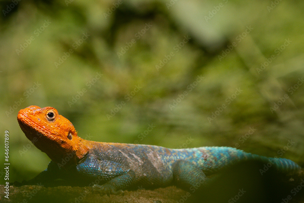 iguana in the park Rainbow lizard is a common name for the common agama ...