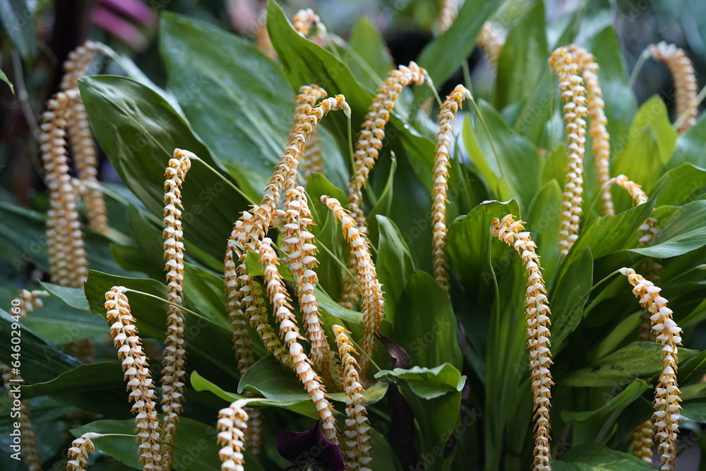 Dendrochilum longifolium is a species of orchid, commonly known as the ...