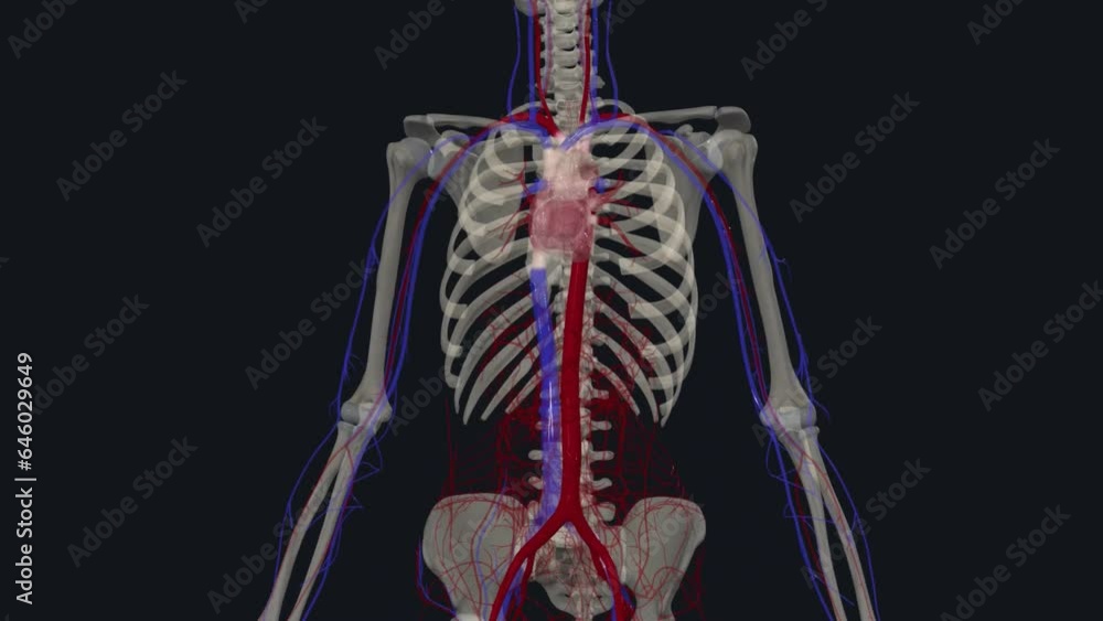 Major arteries of the body Aorta Head and neck arteries Torso arteries ...
