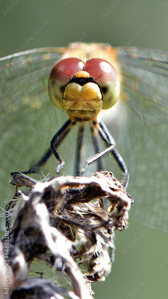 Sympetrum vulgatum. large beautiful dragonfly on a dry branch green ...