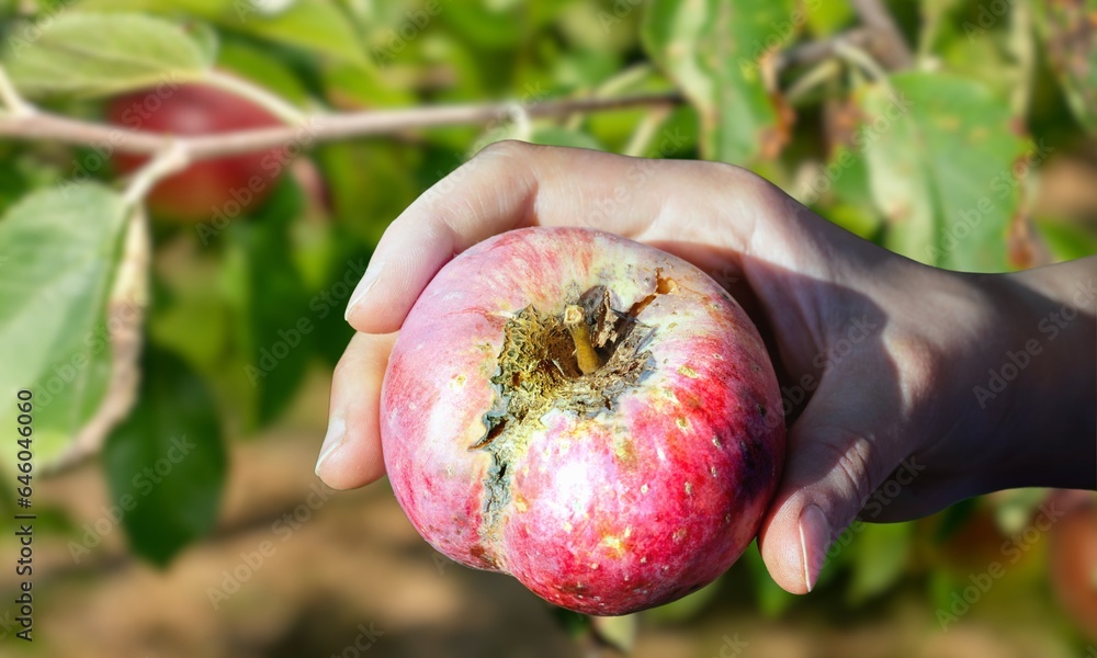 Foto de Apple scab is a fungal disease affecting apple trees, causing ...