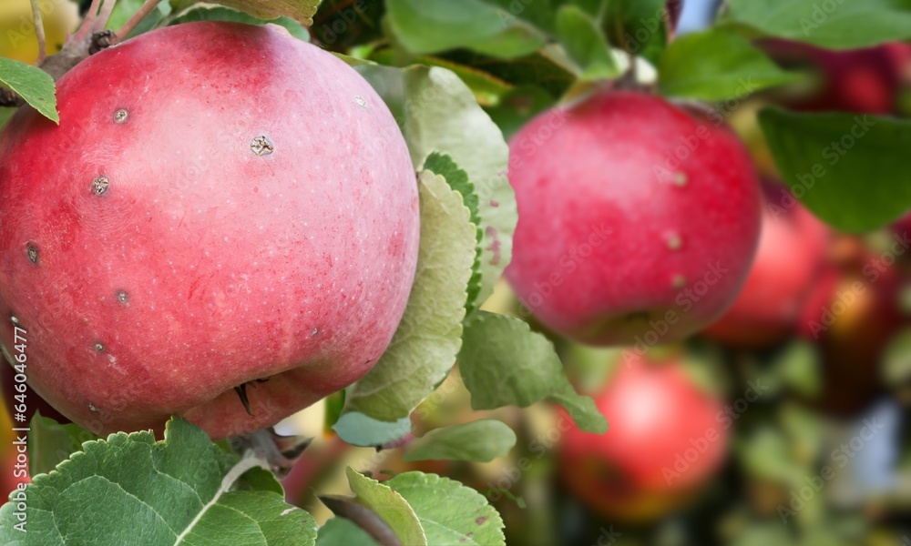 Apple scab is a fungal disease affecting apple trees, causing dark ...