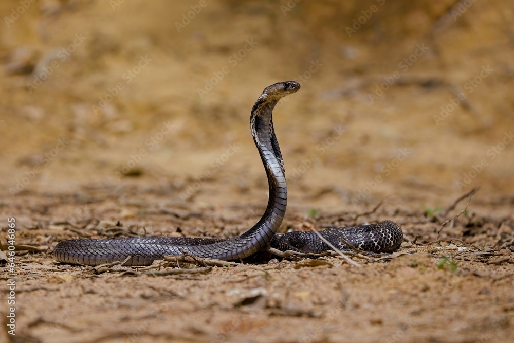 The Indian cobra, also known as the spectacled cobra, Asian cobra, or binocellate cobra, is a ...